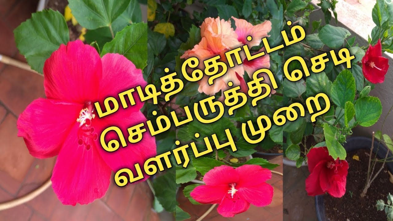 மாடித்தோட்டம் செம்பருத்தி செடி வளர்ப்பு முறை || sembaruthi flower plant ...