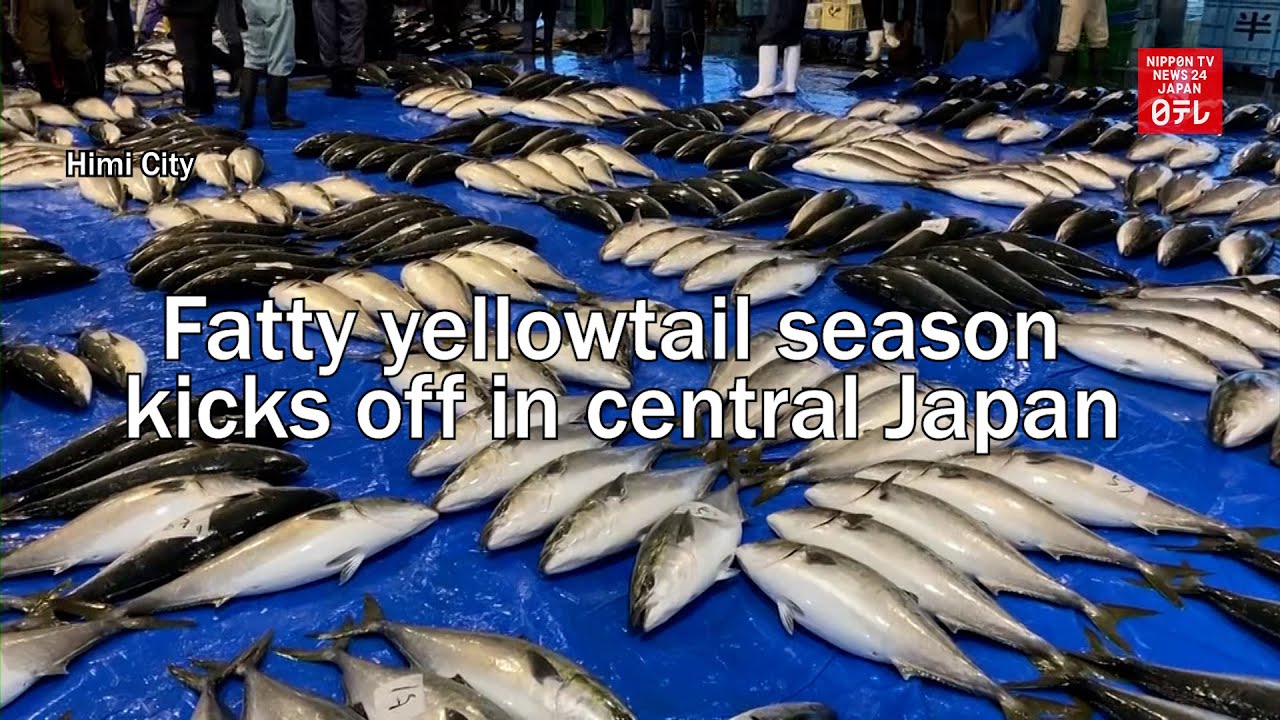 Fatty yellowtail season kicks off in central Japan - YouTube