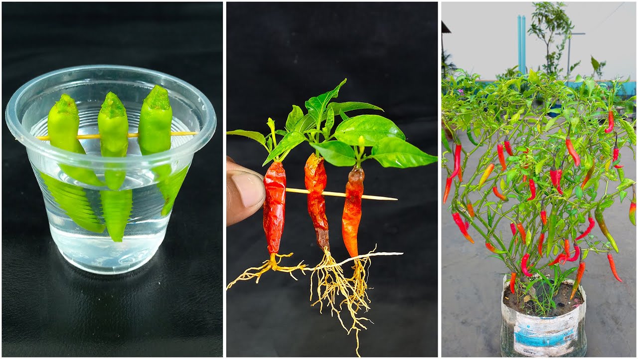 How to grow chili plant at home || Water propagation method for ...