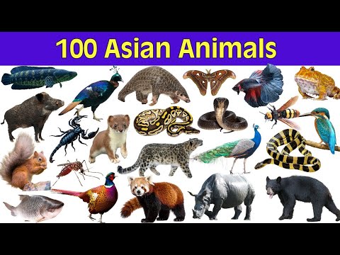 100 Incredible Asian Animals Name List | Learn Asian Wildlife in One Video ! Animals Name 
