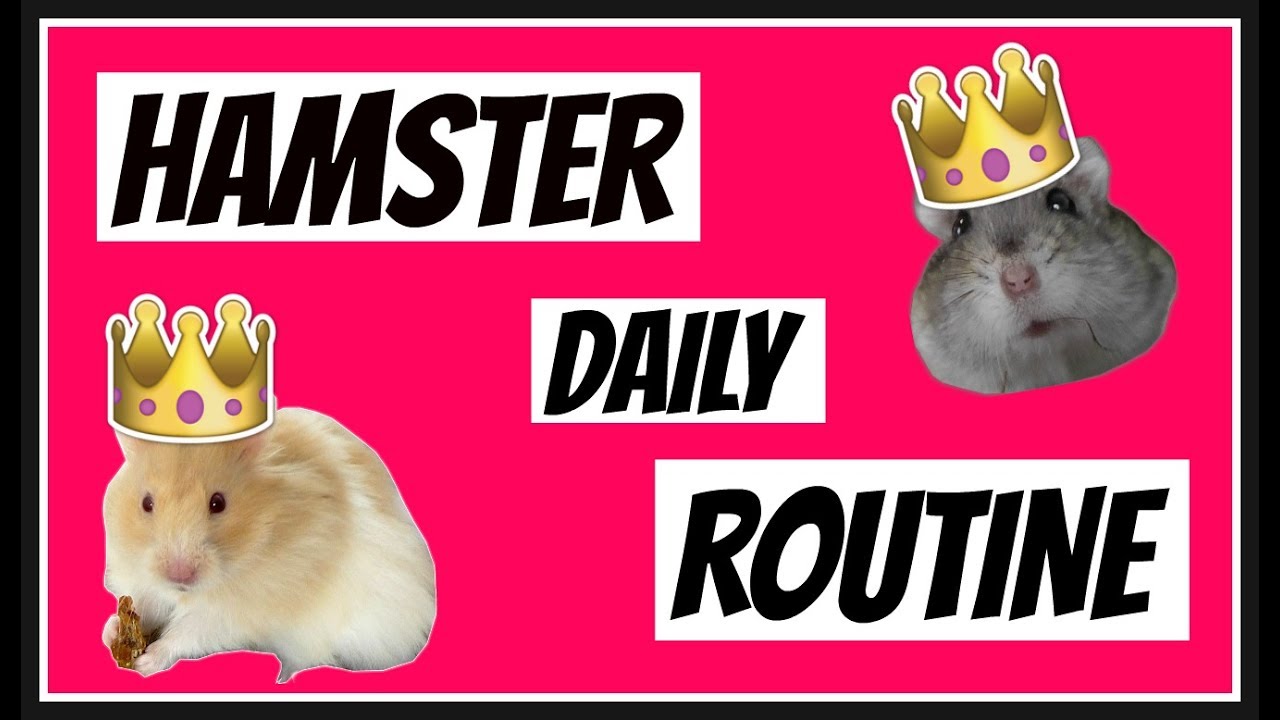 HAMSTER DAILY ROUTINE | Denní rutina křečků - YouTube
