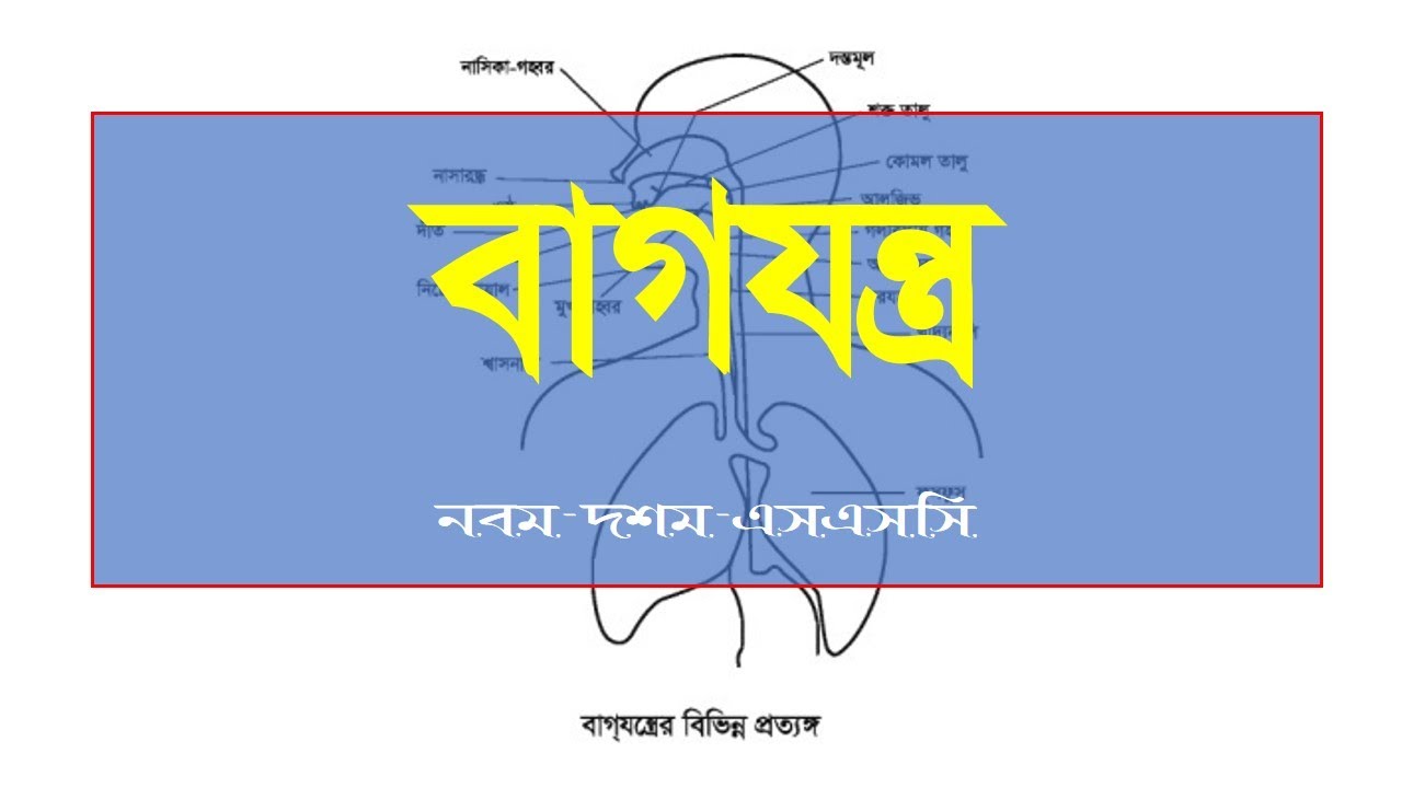 বাগযন্ত্র । নবম শ্রেণি । নতুন সিলেবাস 2021 bagjontro - YouTube