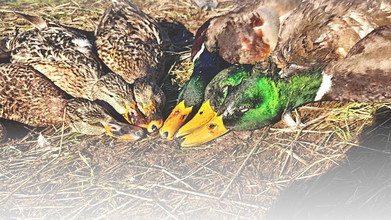 Mallards In The Timber | Duck Hunting A Hidden Hole - YouTube
