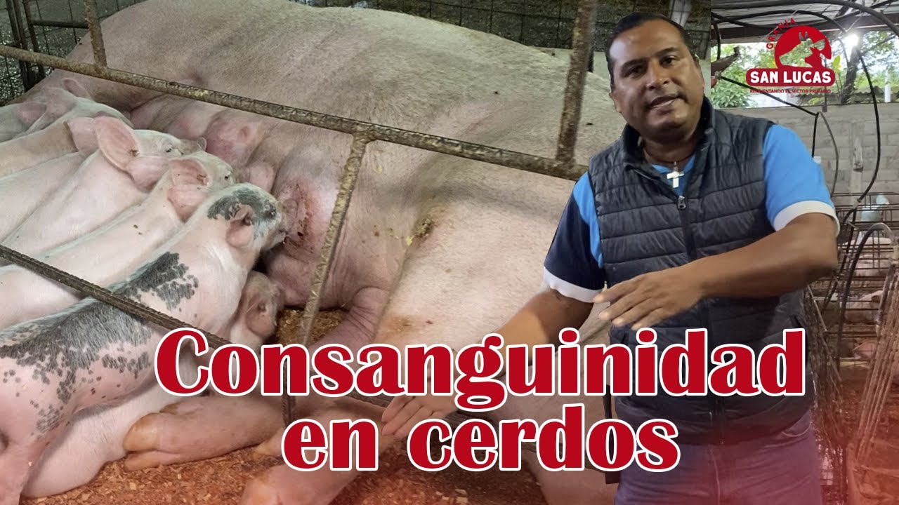¿Es correcto cruzar cerdos emparentados? | Granja San Lucas - YouTube