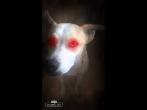 Crazy Talking Dog with Red Eyes - YouTube