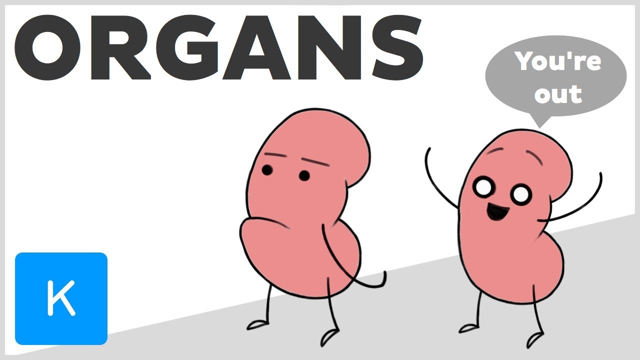 You Could Live Without These Organs Human Anatomy Kenhub YouTube you-could-live-without-these-organs-human-anatomy-kenhub-youtube