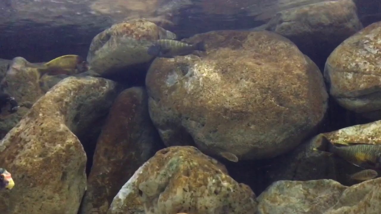 Tropheus moorii Golden Kalambo - YouTube