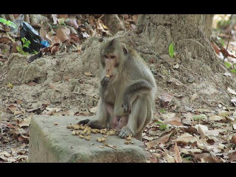 ABEL MOKEY AND BON MONKEY LIVE WITH AMARI GROUP AFTER SKIPPY AWAY - YouTube