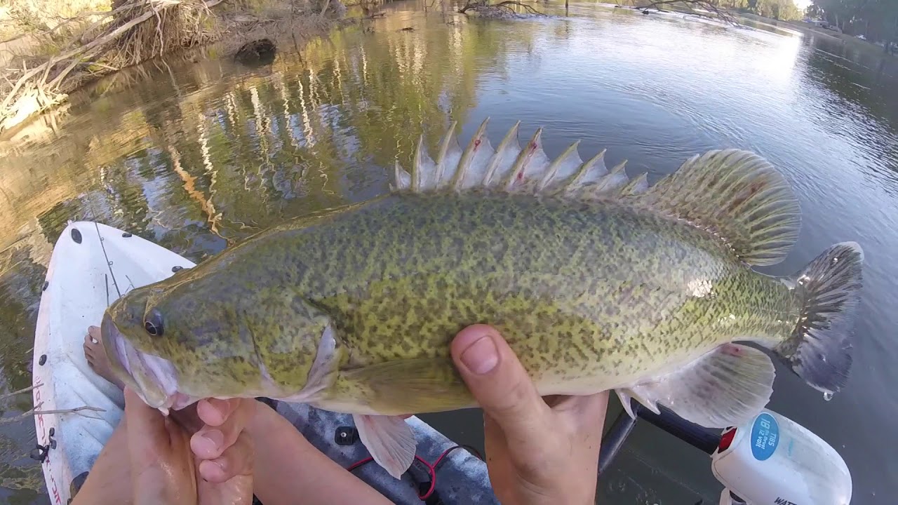 Crazy Top Water Murray Cod Action and Lost 1m+ cod!!! - YouTube