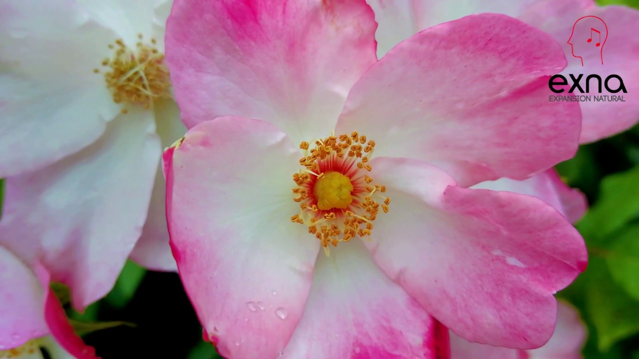 (EXNA) Expansion Natural 1 hour relaxing sounds ( MULTICOLORED FLOWERS ...