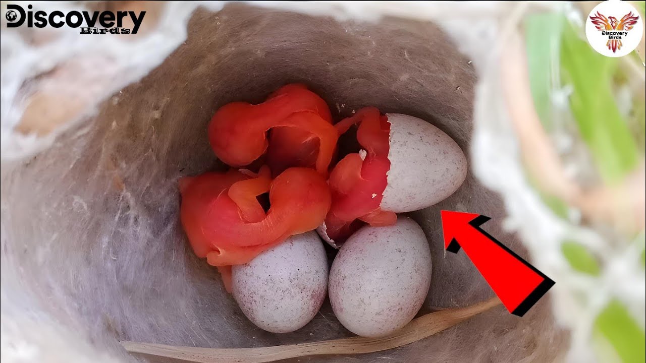 Incredible Baby Birds Hatching Moment Caught on Camera || From egg to ...
