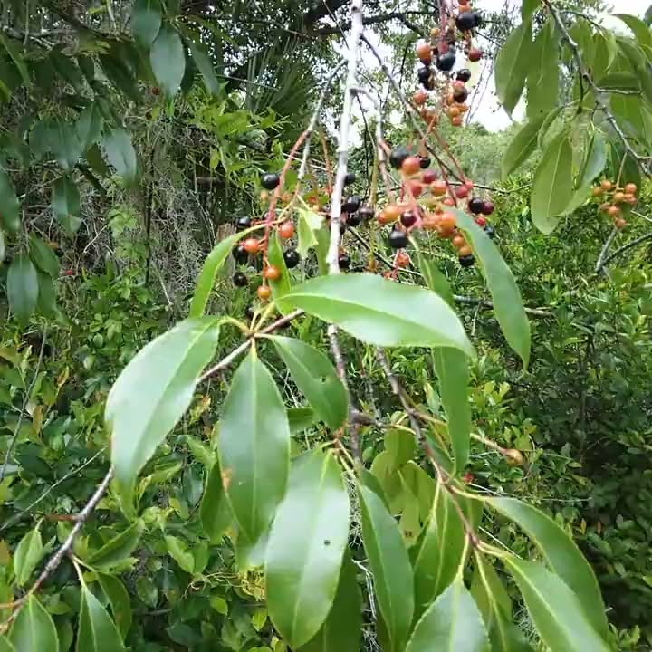 Black Cherries In Florida - YouTube