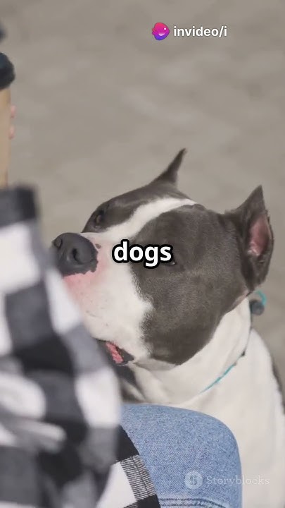 Can Dogs Decode the Sound of Silence? - YouTube