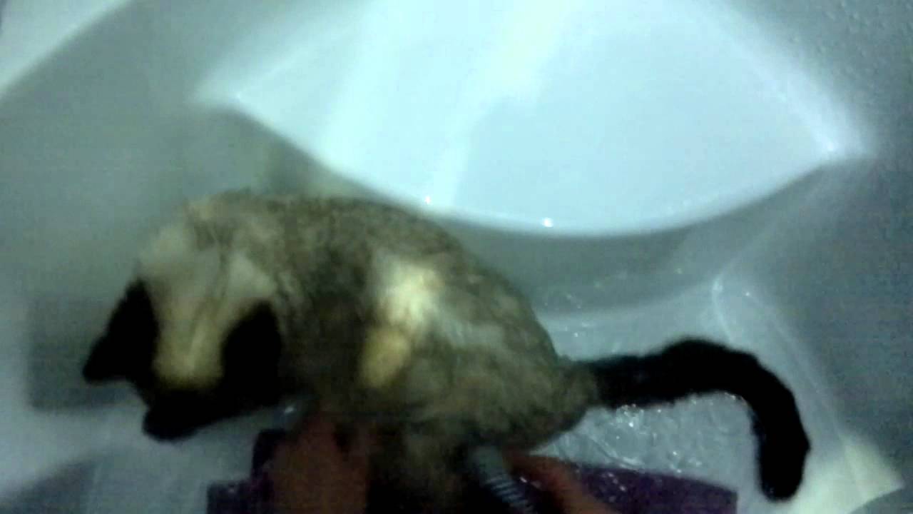Siamese cat likes water - YouTube