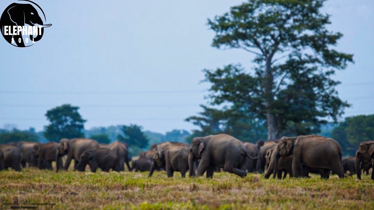 Record-Breaking Elephant Deaths in Sri Lanka: What’s Happening ...
