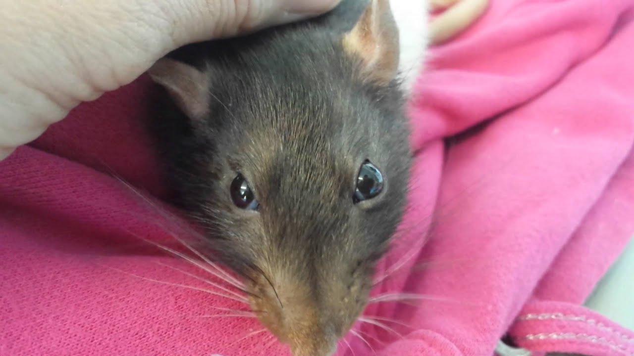 My last moments with Timmy Tim Tam the rat - YouTube