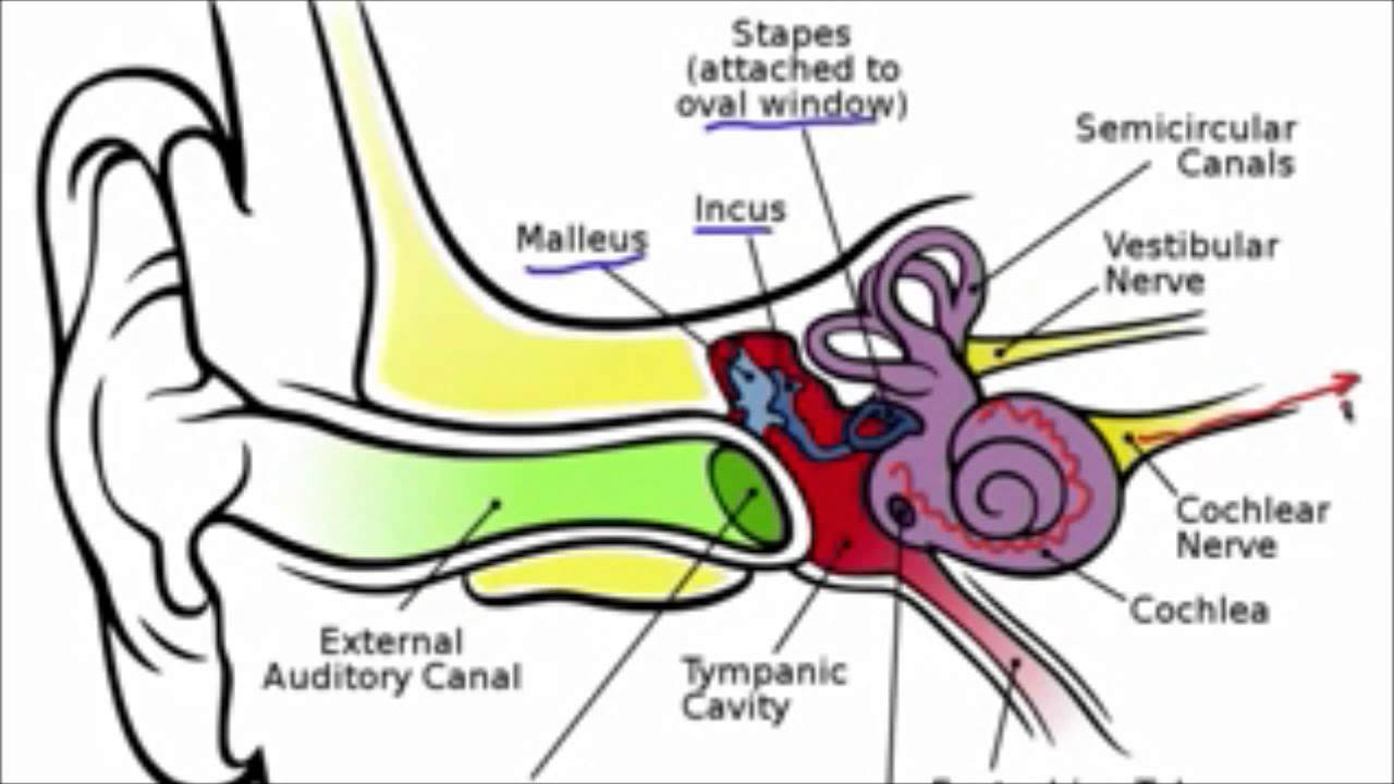 Sense of Hearing - YouTube