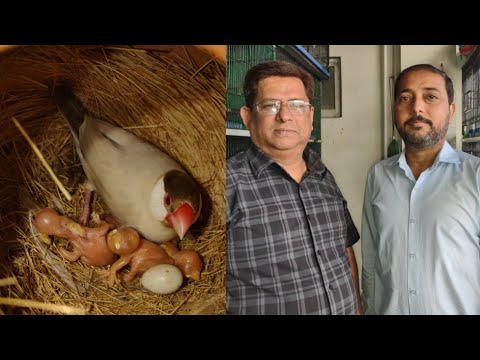 Fawn Java breeding Setup 100% Successful Breeding Result By Dr. Syed Gul Muhammad|Asif Birds ...
