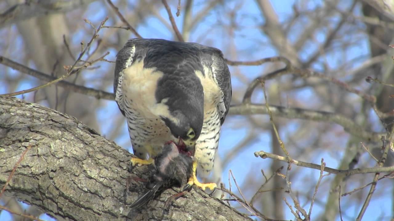 Peregrine Falcon eating a Starling - YouTube