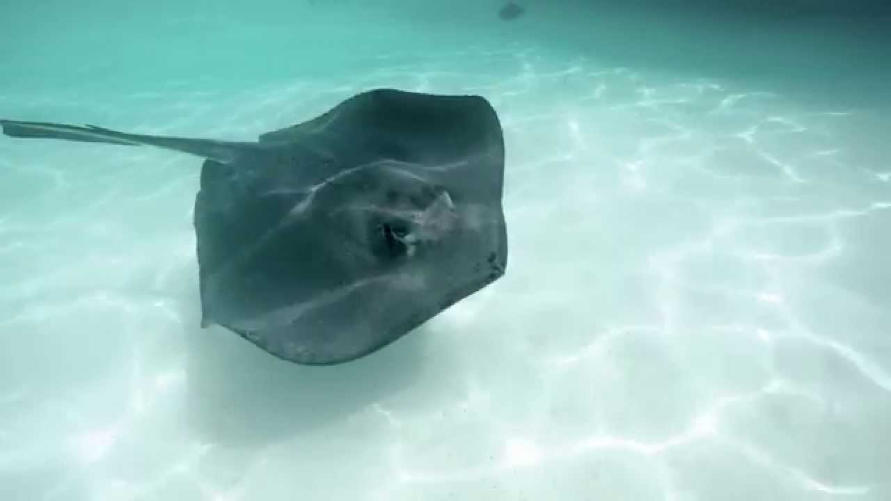 STINGRAY ATTACK - 4K - YouTube