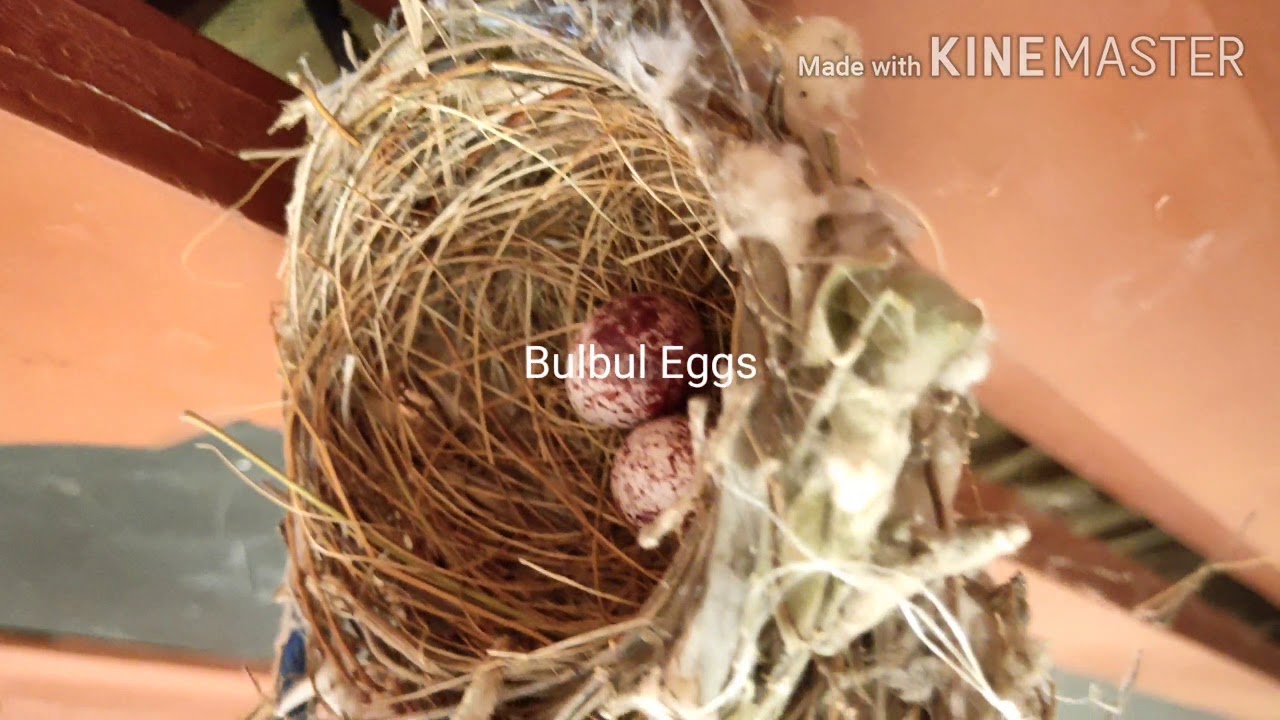 Bulbul Nest - YouTube