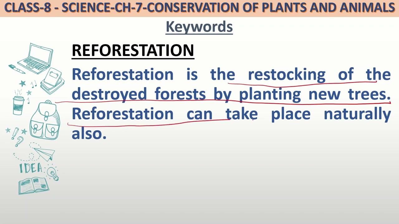 Reforestation Definition