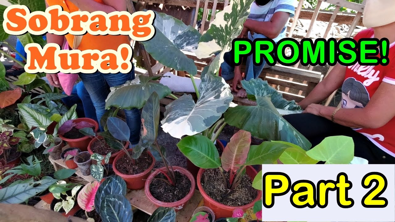 Murang Rare Plants sa Mindanao Kidapawan City Part 2 - YouTube