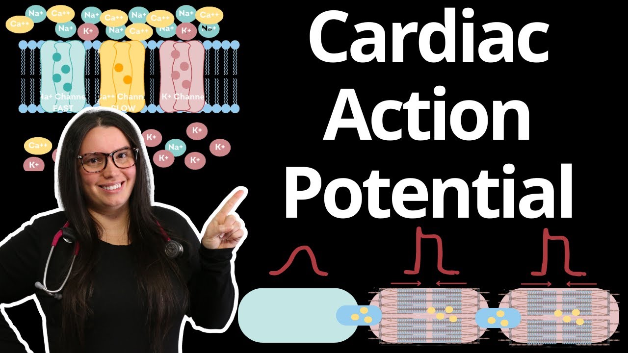 The Cardiac Action Potential and Cardiac Conduction Cycle - Master Your ...
