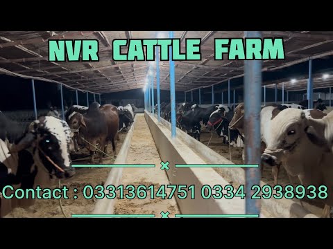 Cow Sale Karne ka plan hogaya || Ali Kamil Warsi || NVR Cattle Farm ...