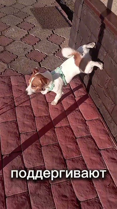 А вы пользовались ЭШО?#pets #собака #трюки #дрессировка - YouTube