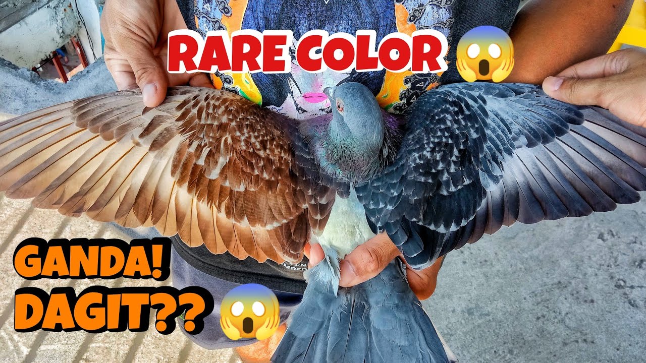 NGAYON LANG AKO NAKA KITA GANITONG KULAY RARE COLOR!! 🕊️😱 GANDA!! 😍 ...