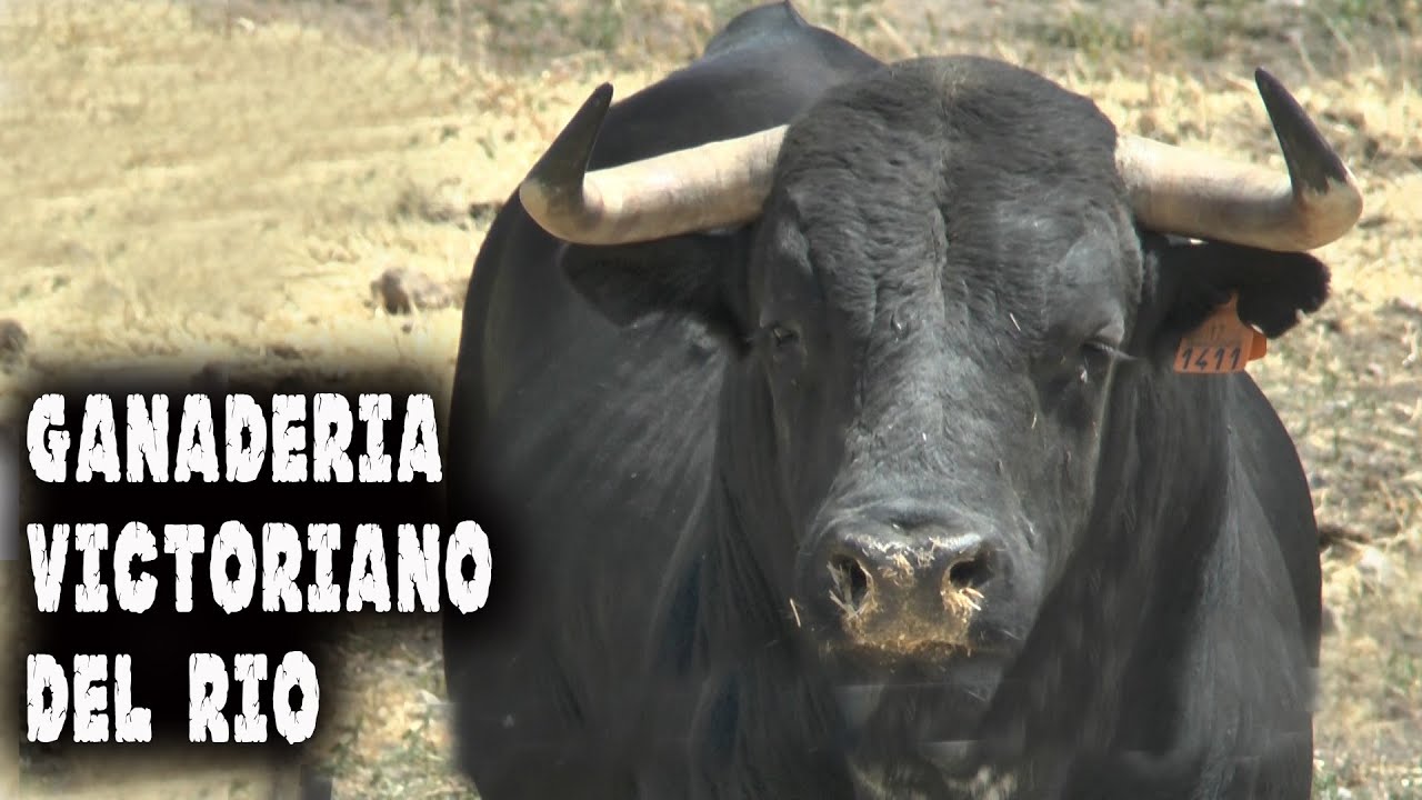 GANADERIA VICTORIANO DEL RIO - YouTube