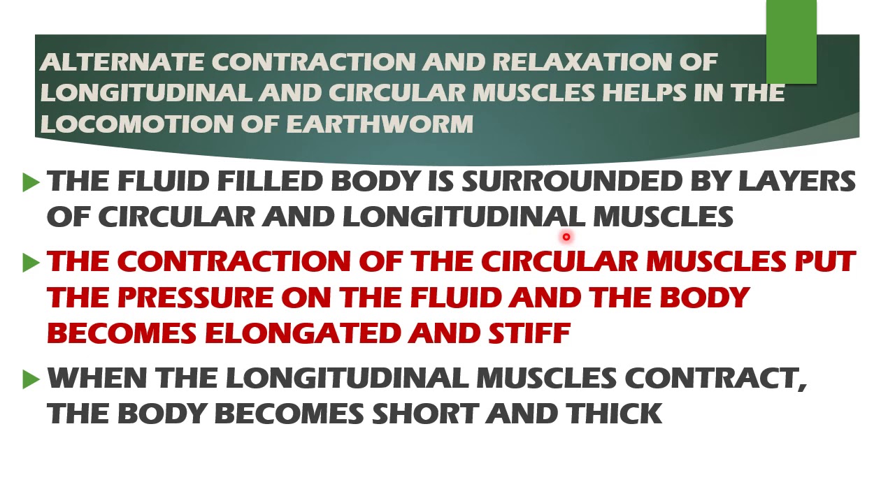 XI Zoology Ch#2 Lecture#7(Earthworm movement) by Dr. Zafar Farooqui ...