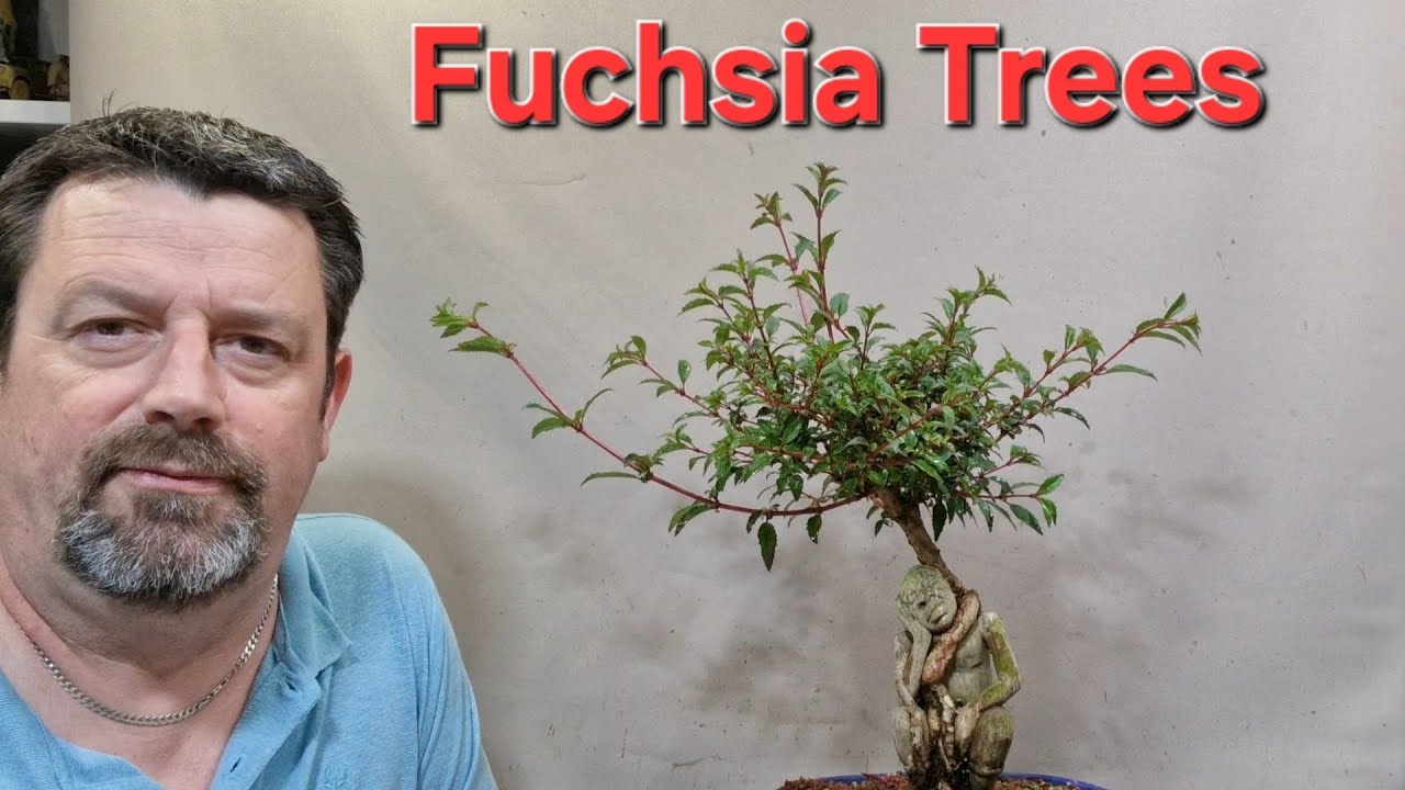 Pruning 2 fuchsia bonsai trees and updates. - YouTube