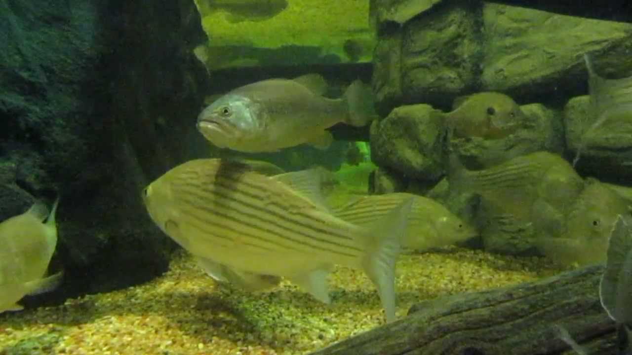 Striped Bass & Small Mouth Bass Aquarium Video - Ohio Fish ...
