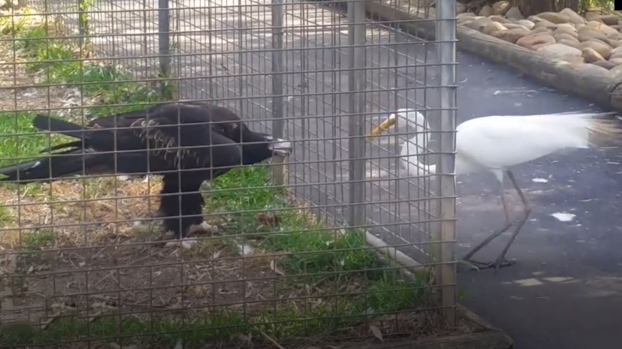 5 Deadliest Eagles in the World | Eagle Hunting Mountain Goat | Eagle ...