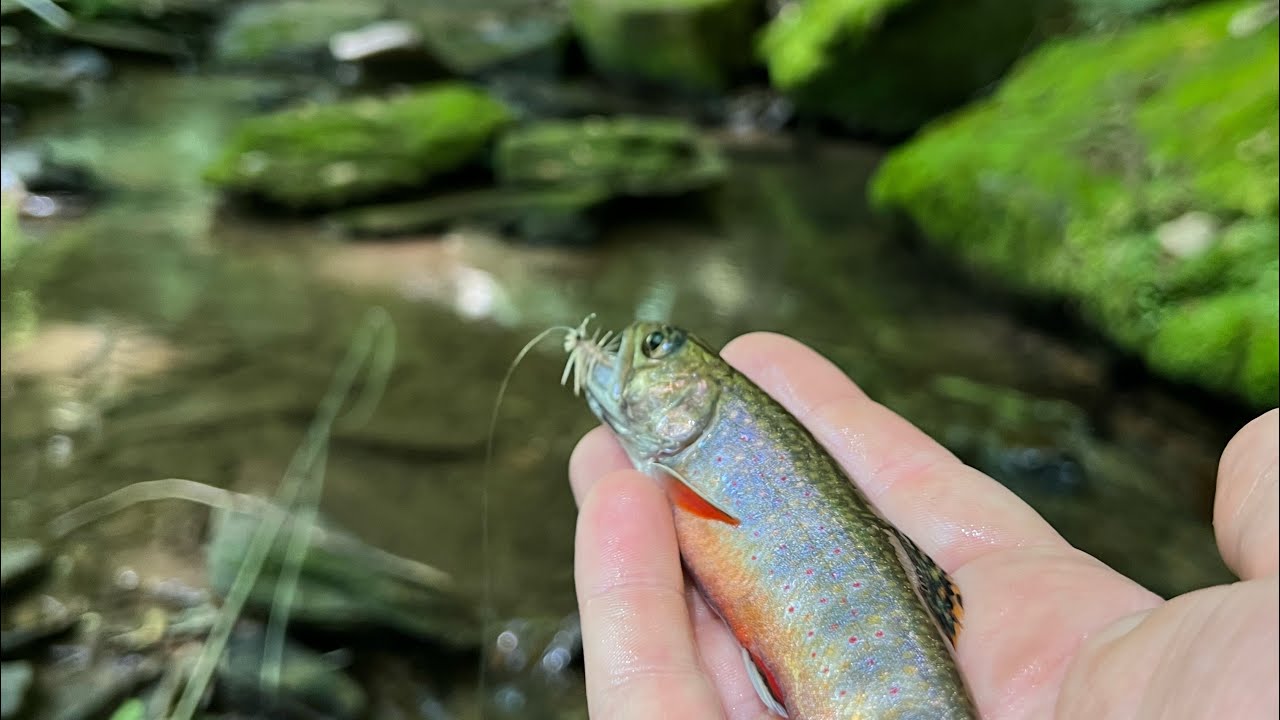 Fly Fishing TINY STREAM for BROOK TROUT!!! - YouTube