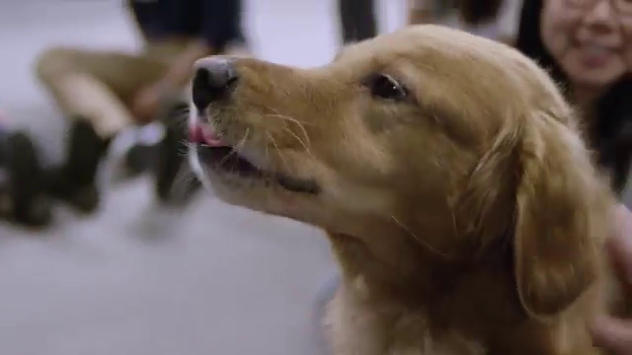 CS50 Hackathon 2015 - The Feeding - YouTube