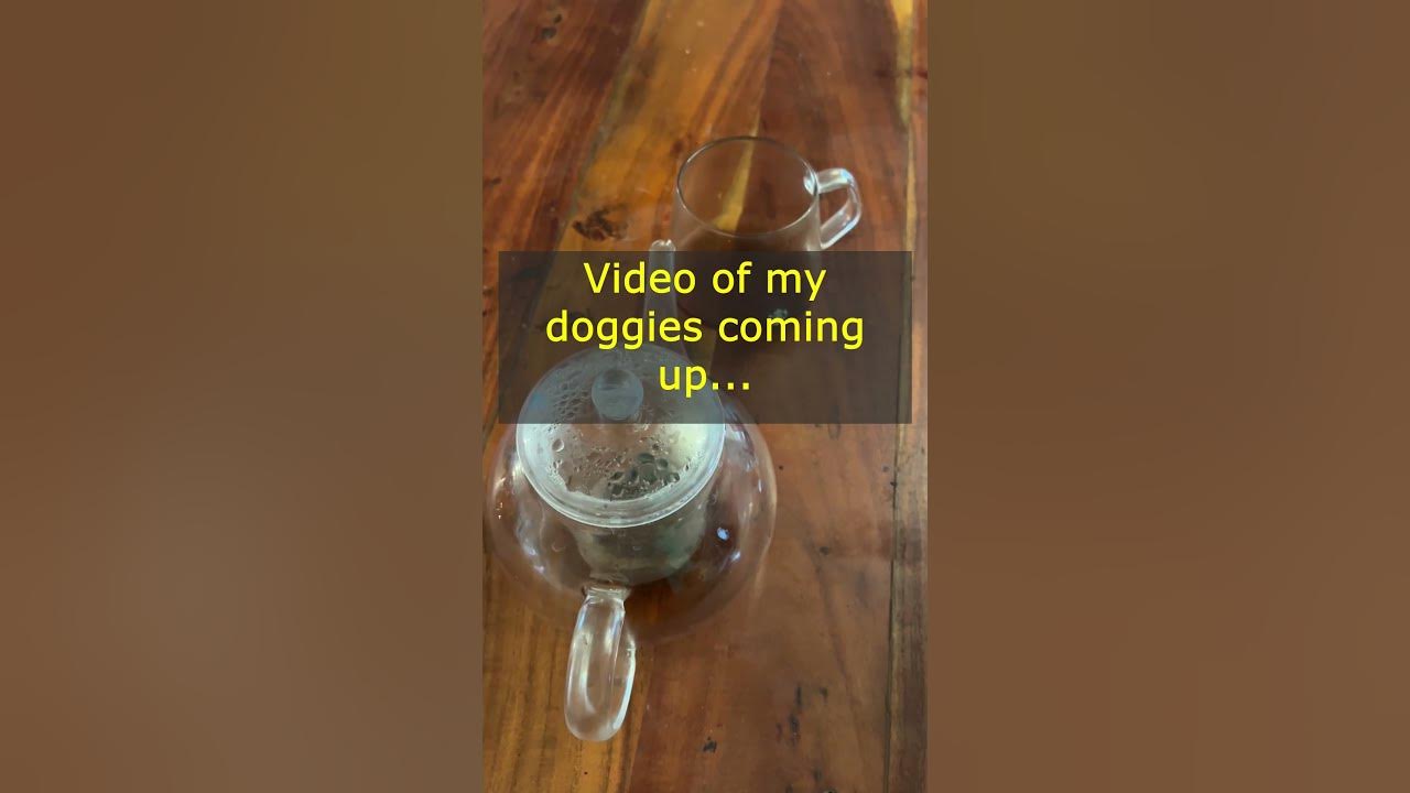 Poem by Mary Oliver - Little Dogs Rhapsody in the Night Percy 3 - YouTube