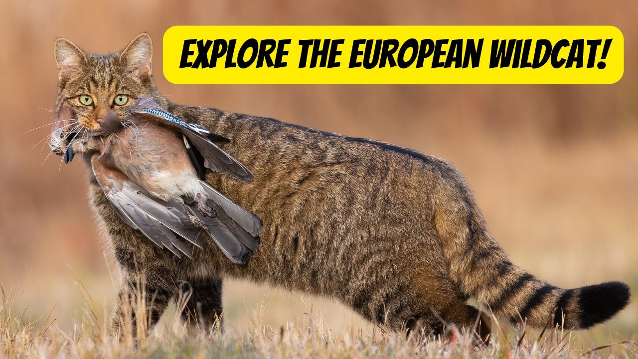 European Wildcat Spotted in the Woods - Must See Footage! - YouTube