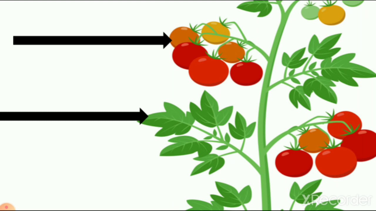 English Medium - STD - 1 - SCIENCE - L - 3 - REVISION - PART - 1 - YouTube
