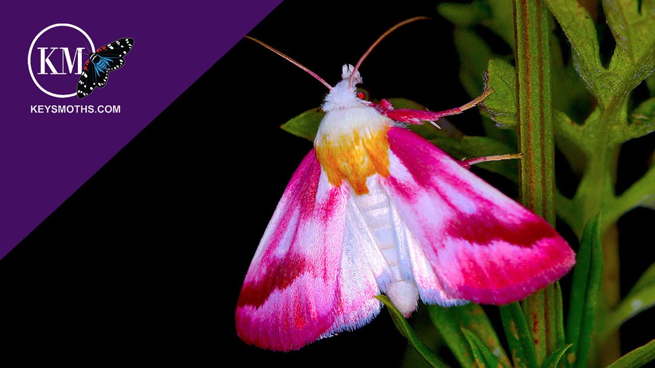 PINK FLOWER MOTH LIFE CYCLE SCHINIA GAURAE - THE CLOUDED CRIMSON - YouTube