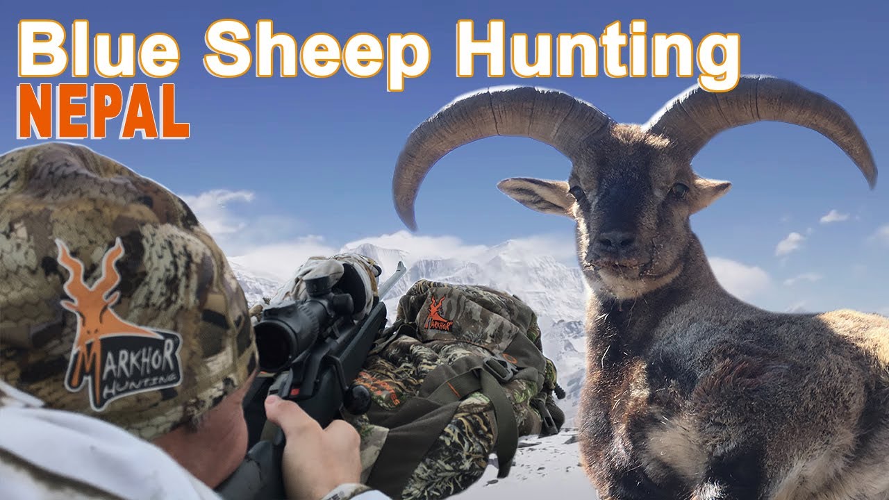 Blue Sheep hunting in Népal // Chasse au Bharal au Népal // 2020 - YouTube