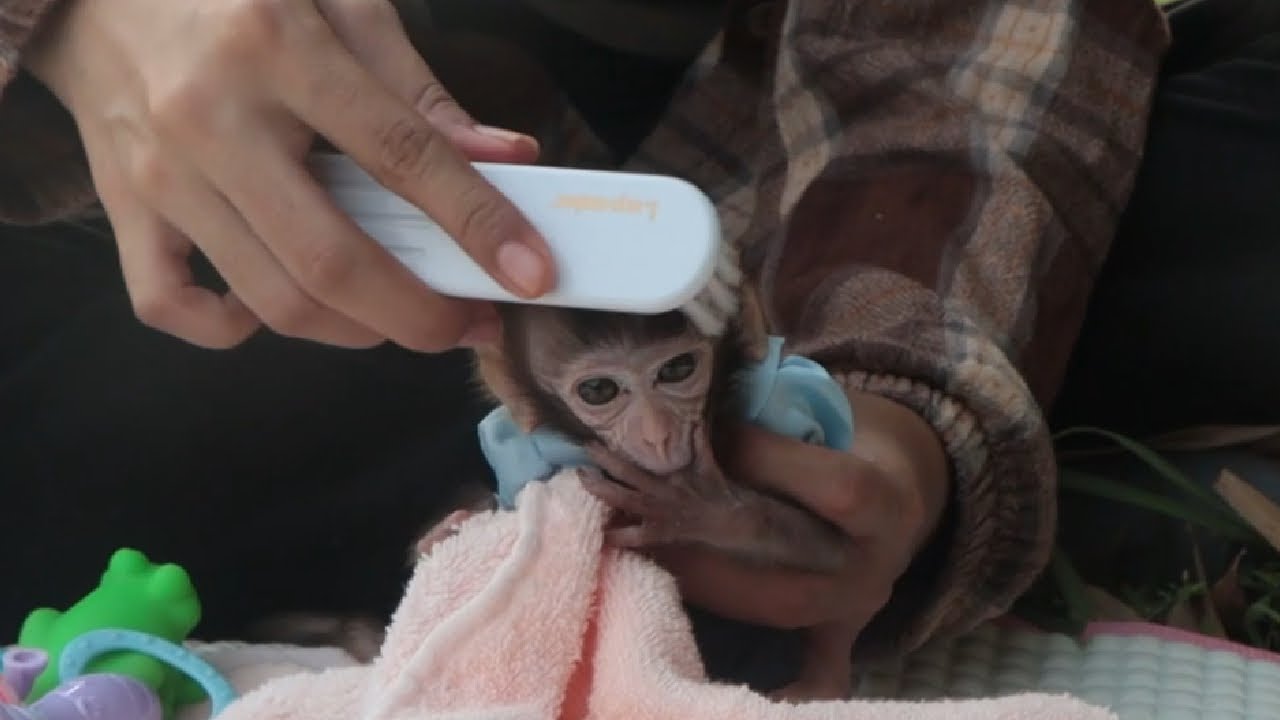Baby monkey hair comb before she eat banana || Monkey Justeene - YouTube