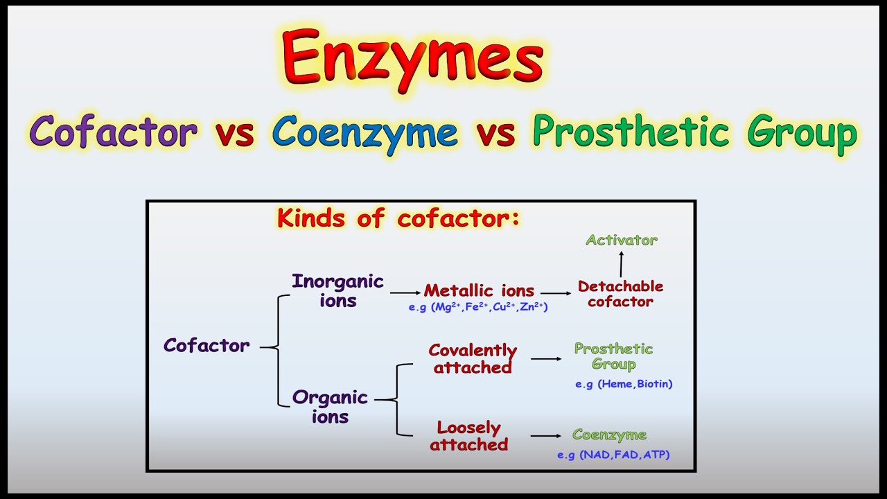 Cofactor vs Coenzyme vs Prosthetic group #biology #enzymes # ...
