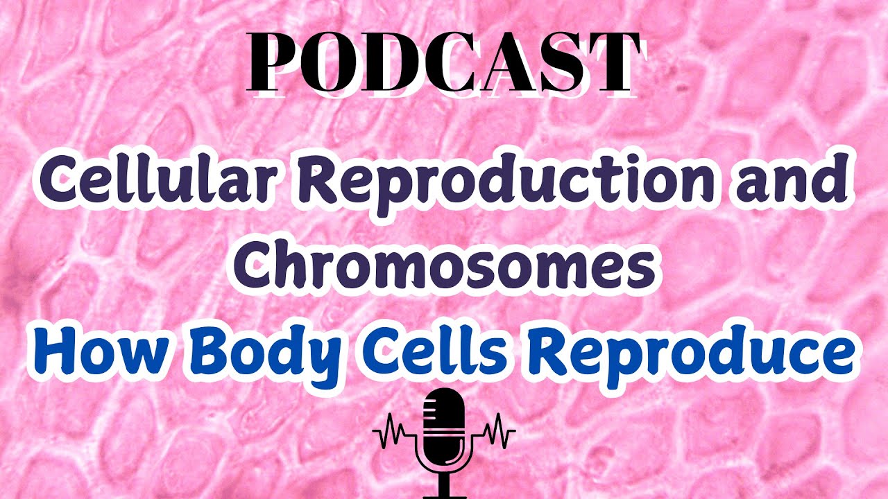 Cellular Reproduction and Chromosomes: How Body Cells Reproduce ...