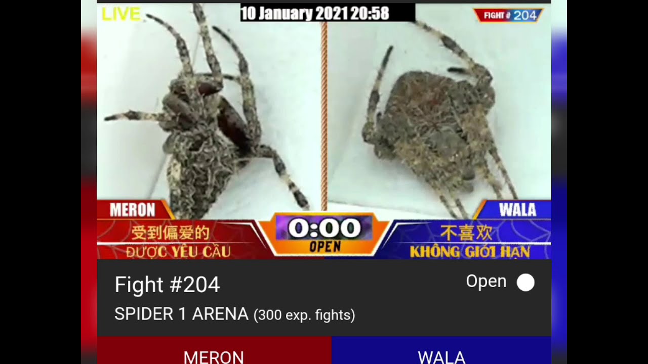 SPIDER ARENA - YouTube