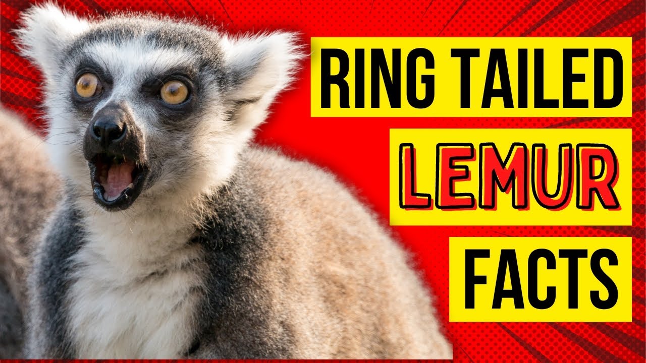 10 Mind-Blowing Ring-Tailed Lemur Facts You Won't Believe! 🤯🤯🤯 - YouTube