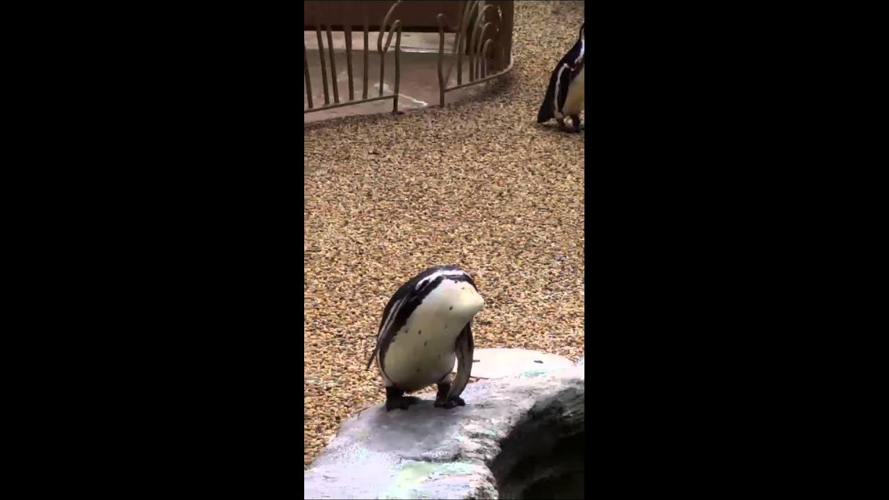 Headless Penguin? - YouTube