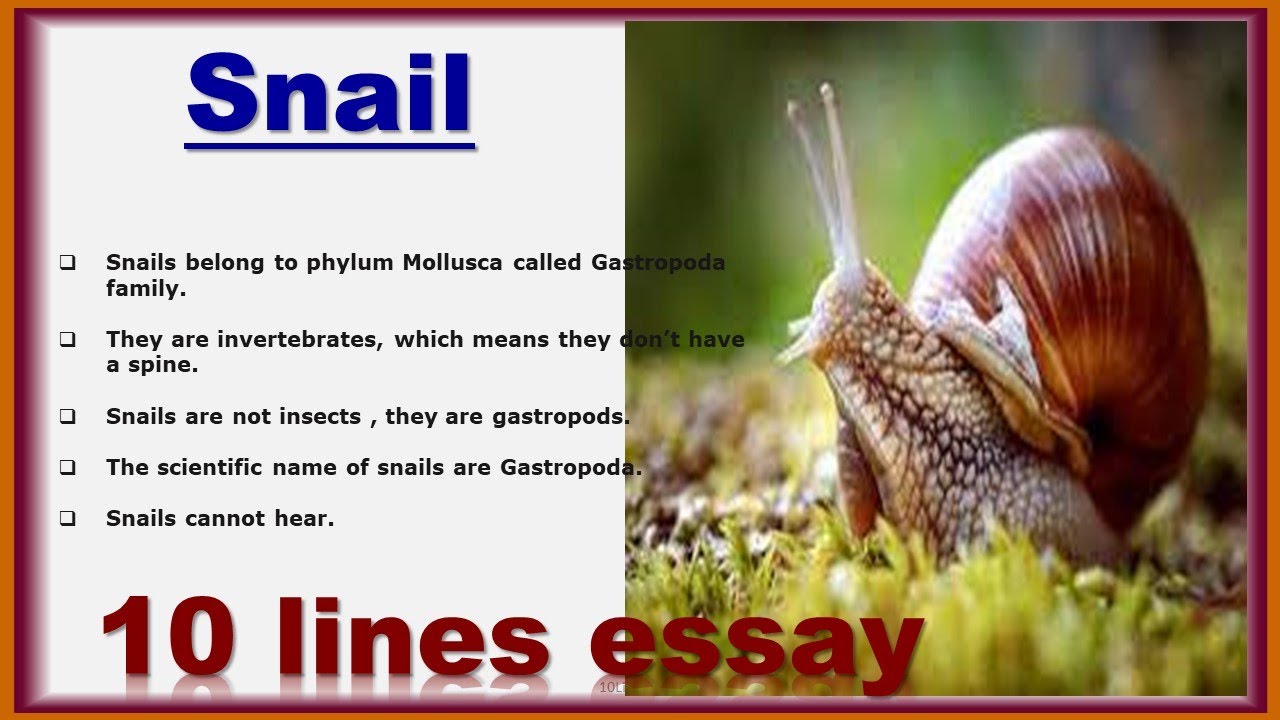 10 lines on Snail||10 lines essay on Snail - YouTube